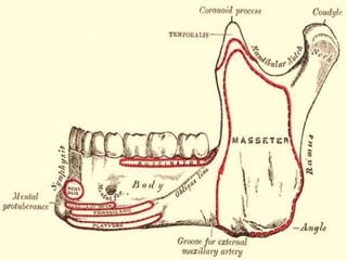 The mandible at different ages and importance of proximal spaces | PPTX
