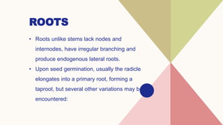 DESCRIPTIVE TERMINOLOGY - ROOT.pptx