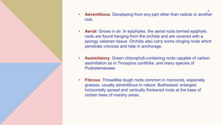 DESCRIPTIVE TERMINOLOGY - ROOT.pptx
