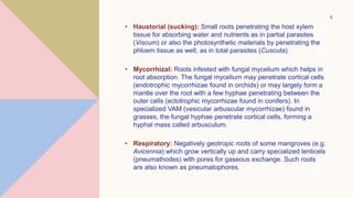 DESCRIPTIVE TERMINOLOGY - ROOT.pptx