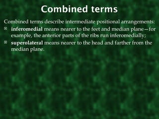 Descriptive terms of the bones, muscles and joints.ppt