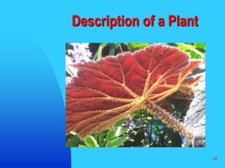 Descriptive writing 1 | PPTX
