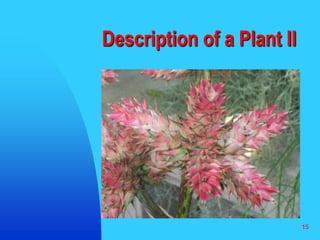 Descriptive writing 1 | PPTX