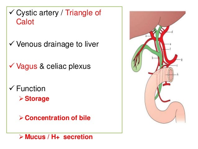 Diseases of gb & biliary tree final