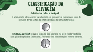 Desenveolvimento Embrionário dos Anfíbios - Embriologia Comparada ...
