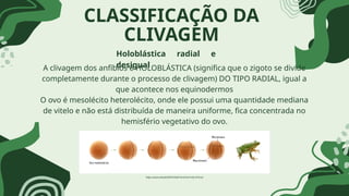 Desenveolvimento Embrionário dos Anfíbios - Embriologia Comparada ...