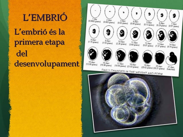 Desenvolupament de l'embrió | PPT