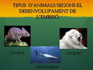 Desenvolupament de l'embrió | PPT