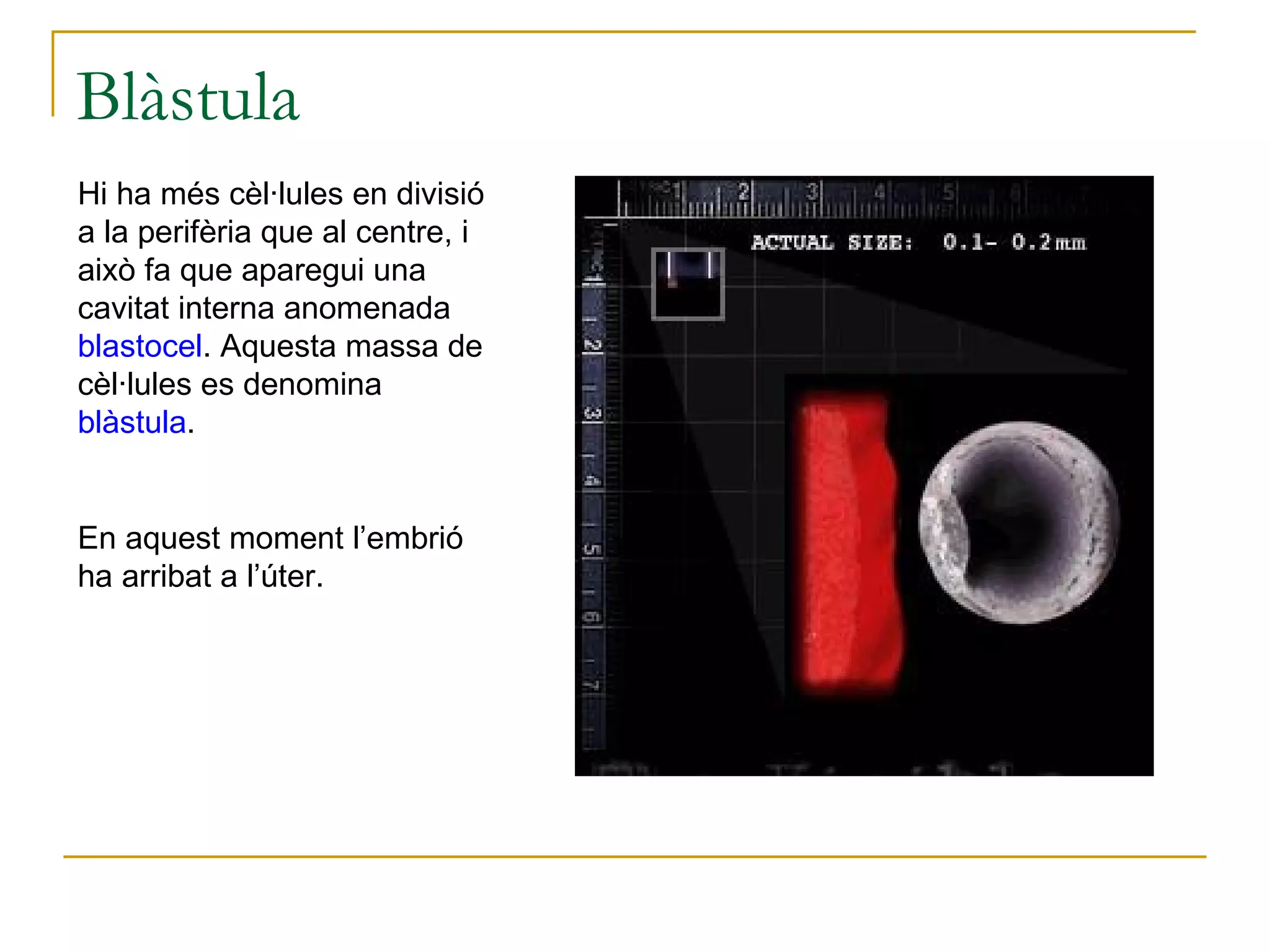 Desenvolupament embrionari | PPT