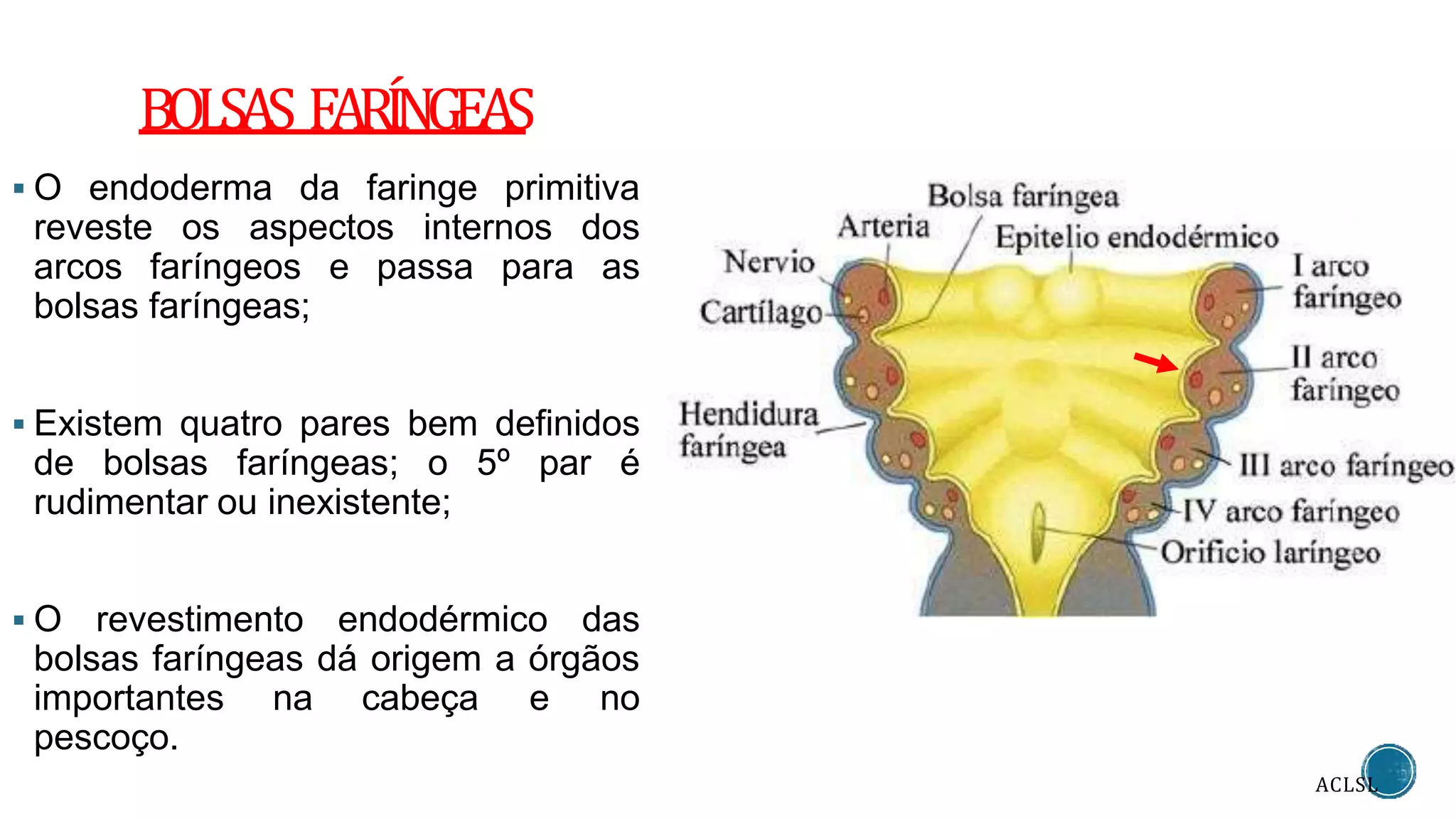 Desenvolvimento craniofacial I-Aparelho faringeo.pptx
