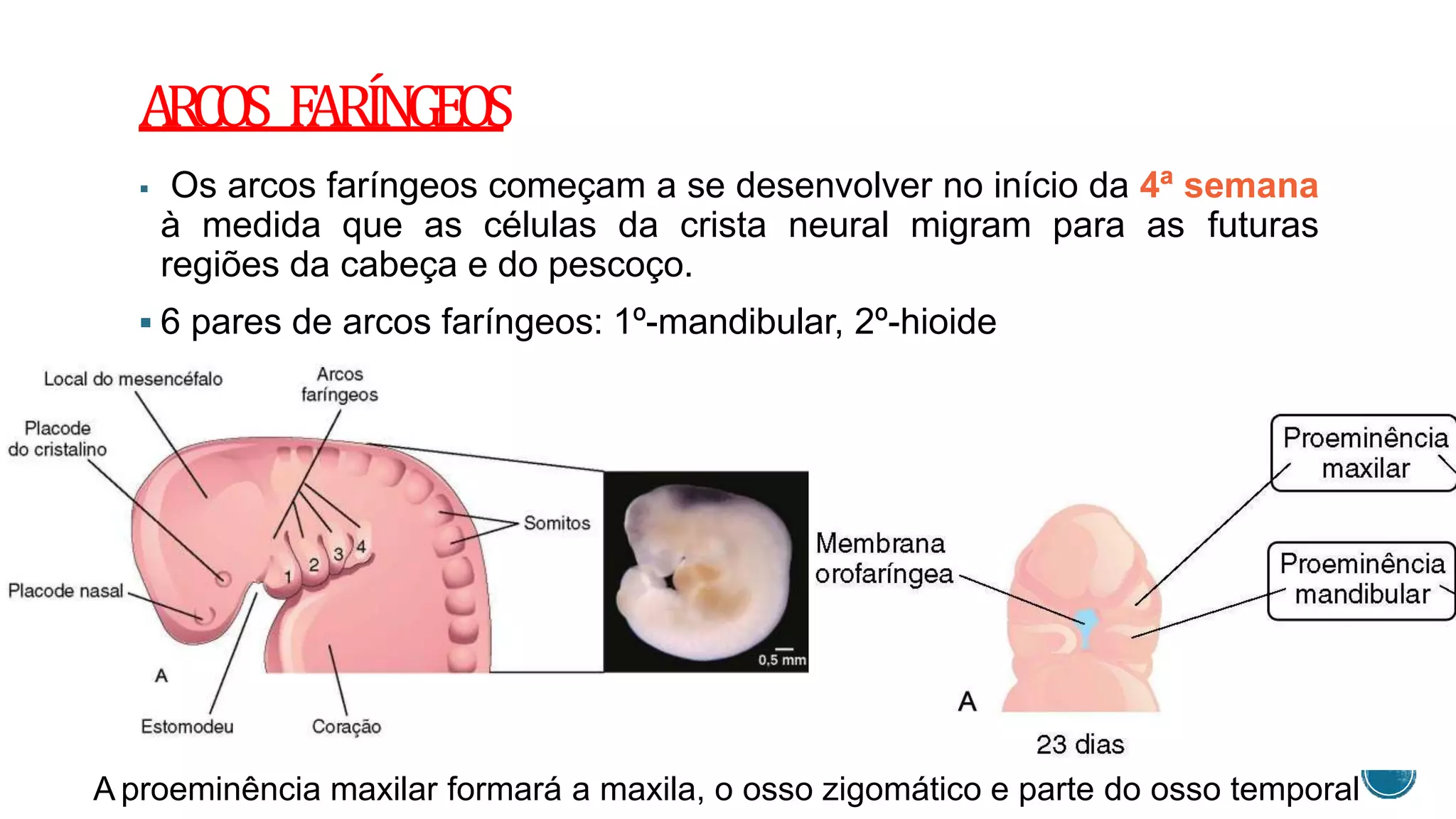 Desenvolvimento craniofacial I-Aparelho faringeo.pptx