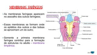 Desenvolvimento craniofacial I-Aparelho faringeo.pptx