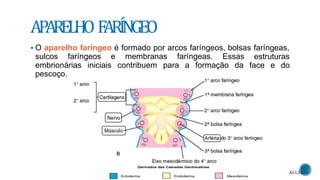 Desenvolvimento craniofacial I-Aparelho faringeo.pptx