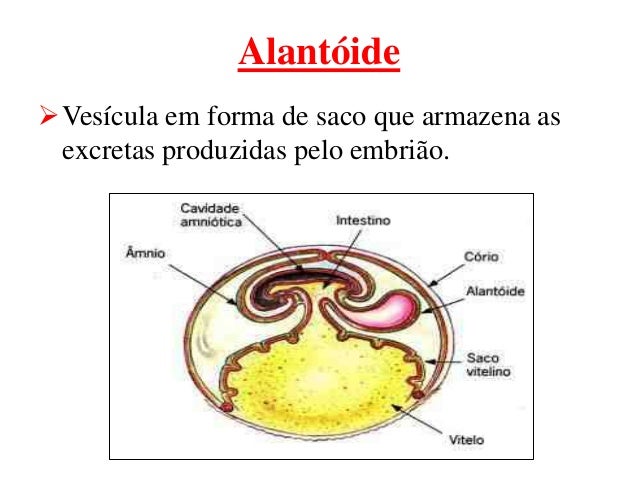 Desenvolvimento Embrionário!