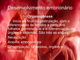 Desenvolvimento embrionario 1 em | PPT