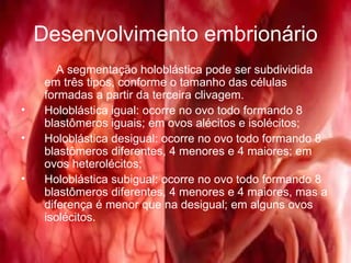 Desenvolvimento embrionario 1 em | PPT