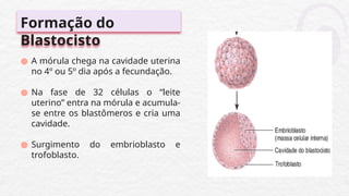 Desenvolvimento Embrionário e Fetal.pptx