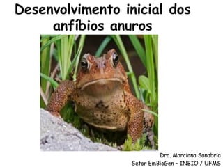 Desenvolvimento Inicial de Anfíbios (Anuro).pdf