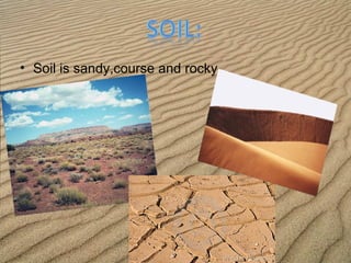 Desert | PPT