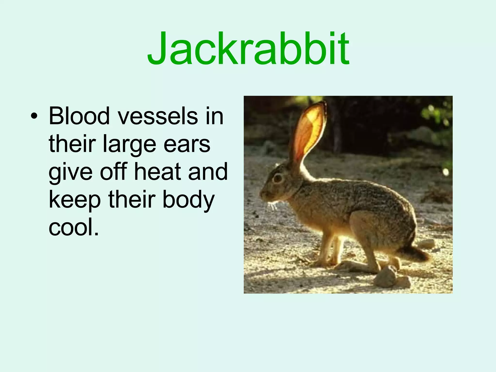Desert Animals | PPT