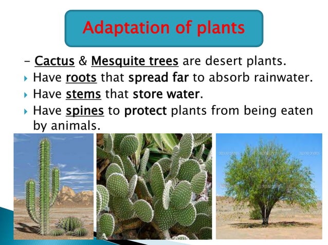 Desert adaptations