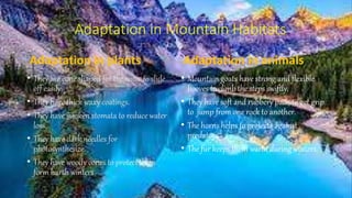 Desert And Mountain Habitats.pptx | Geography | Science