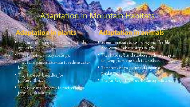 Desert And Mountain Habitats.pptx