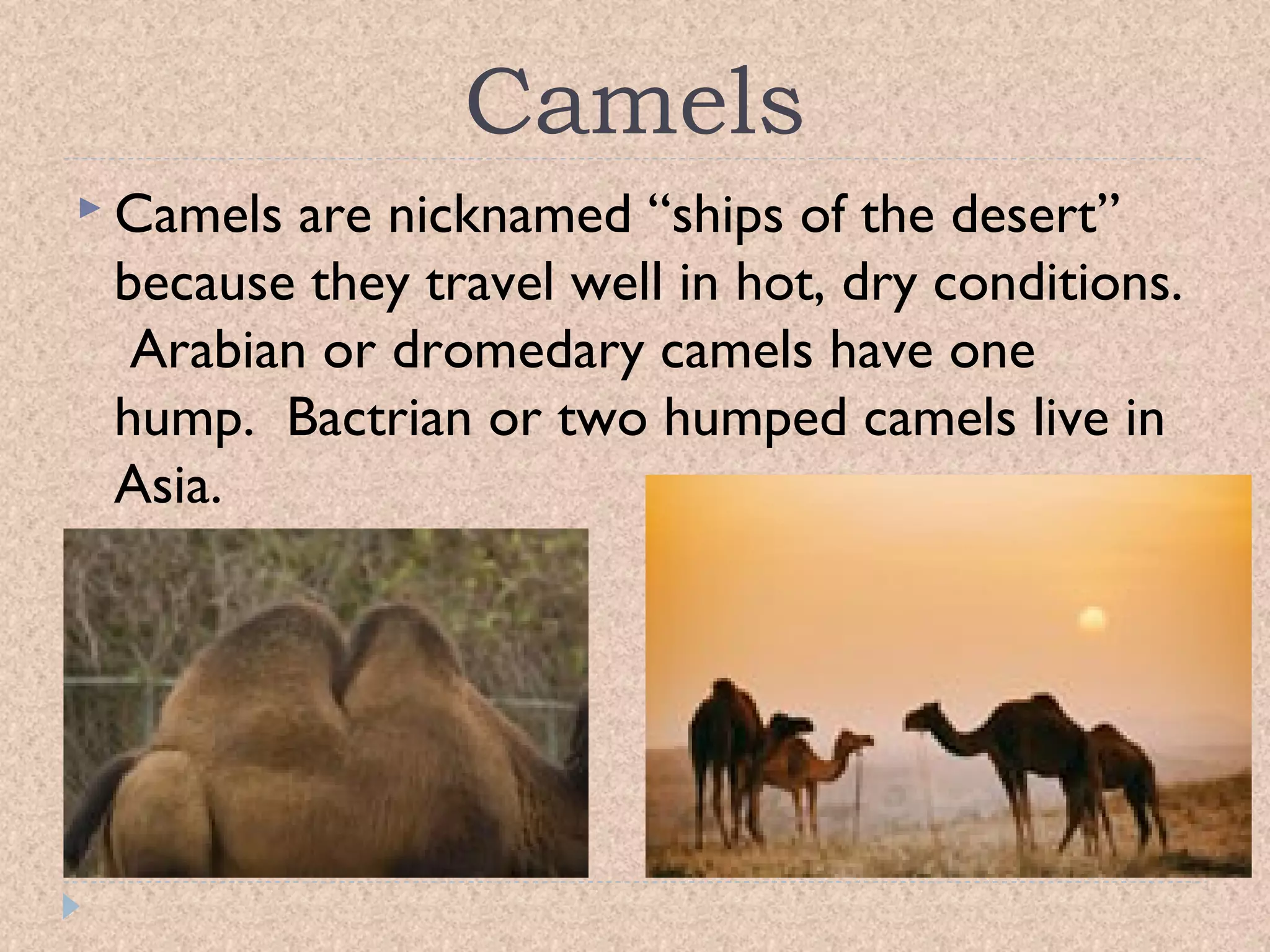 Desert animal adaptations | PPT