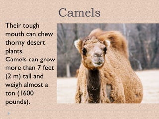 Desert Animal Adaptation