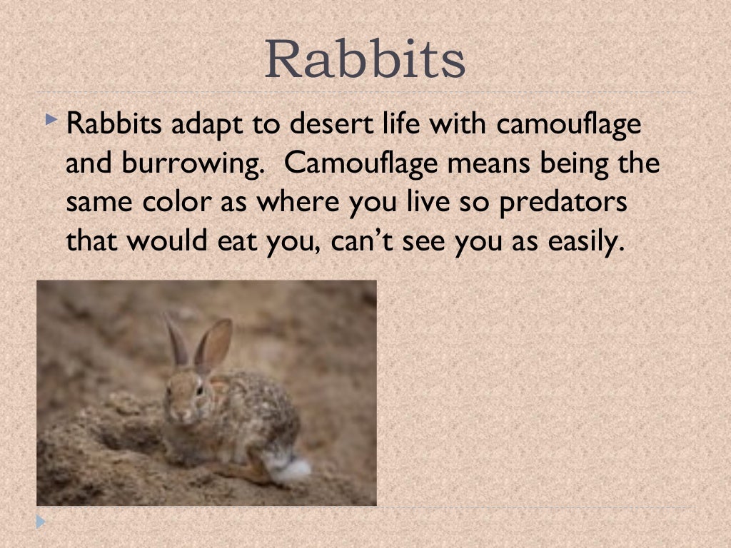Desert Adaptations Animals And Plants
