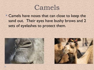 Desert animal adaptations | PPT