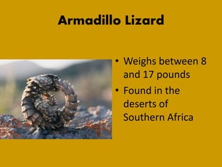 Desert animals | PPTX