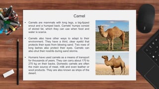 Desert animals | PPT