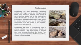 Desert animals | PPTX