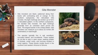 Desert animals | PPT