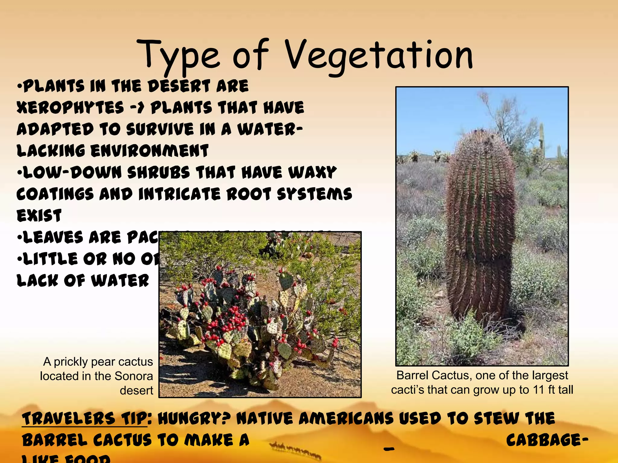 Desert biome project | PPTX | Geography | Science