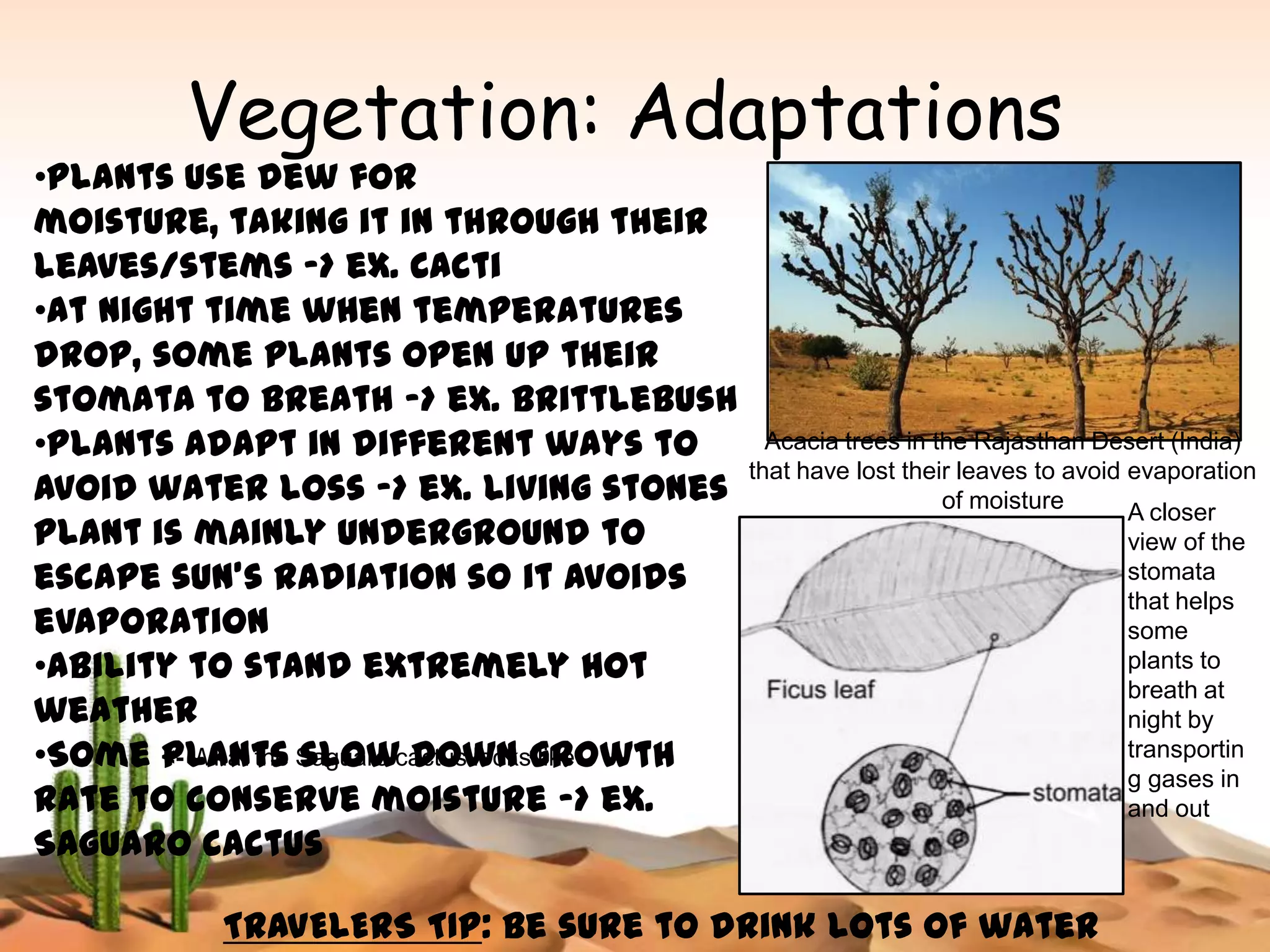 Desert biome project | PPTX | Geography | Science