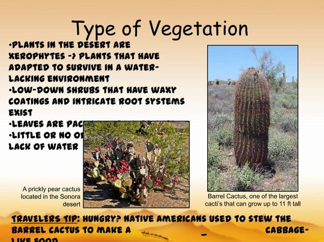 Desert biome project | PPTX | Geography | Science