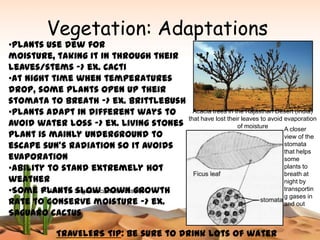 Desert biome project | PPTX