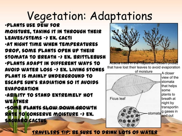 Desert biome project | PPTX | Geography | Science