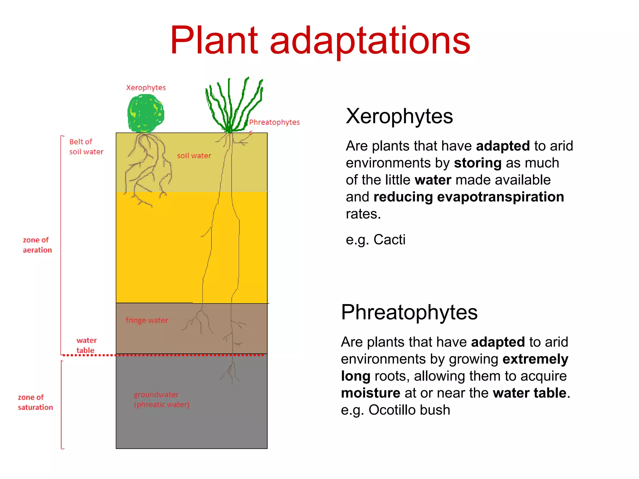 Desert Biomes | PPT