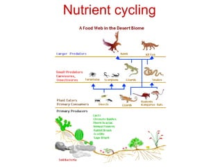 Desert Biomes | PPT