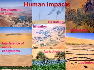 Desert Biomes | PPT