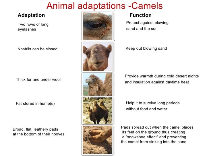 All About Rare Animals Unique Animals And More Desert Animals All About Rare Animals Unique Animals And More Desert Animals