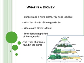 Desert Biomass Pyramid