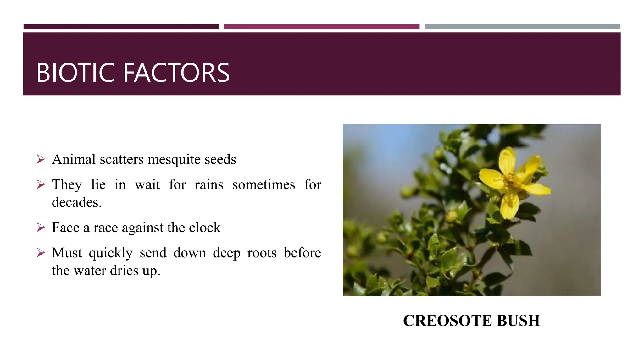 Desert Ecosystem-1.pptx adaptations of animals who survive in desert ...