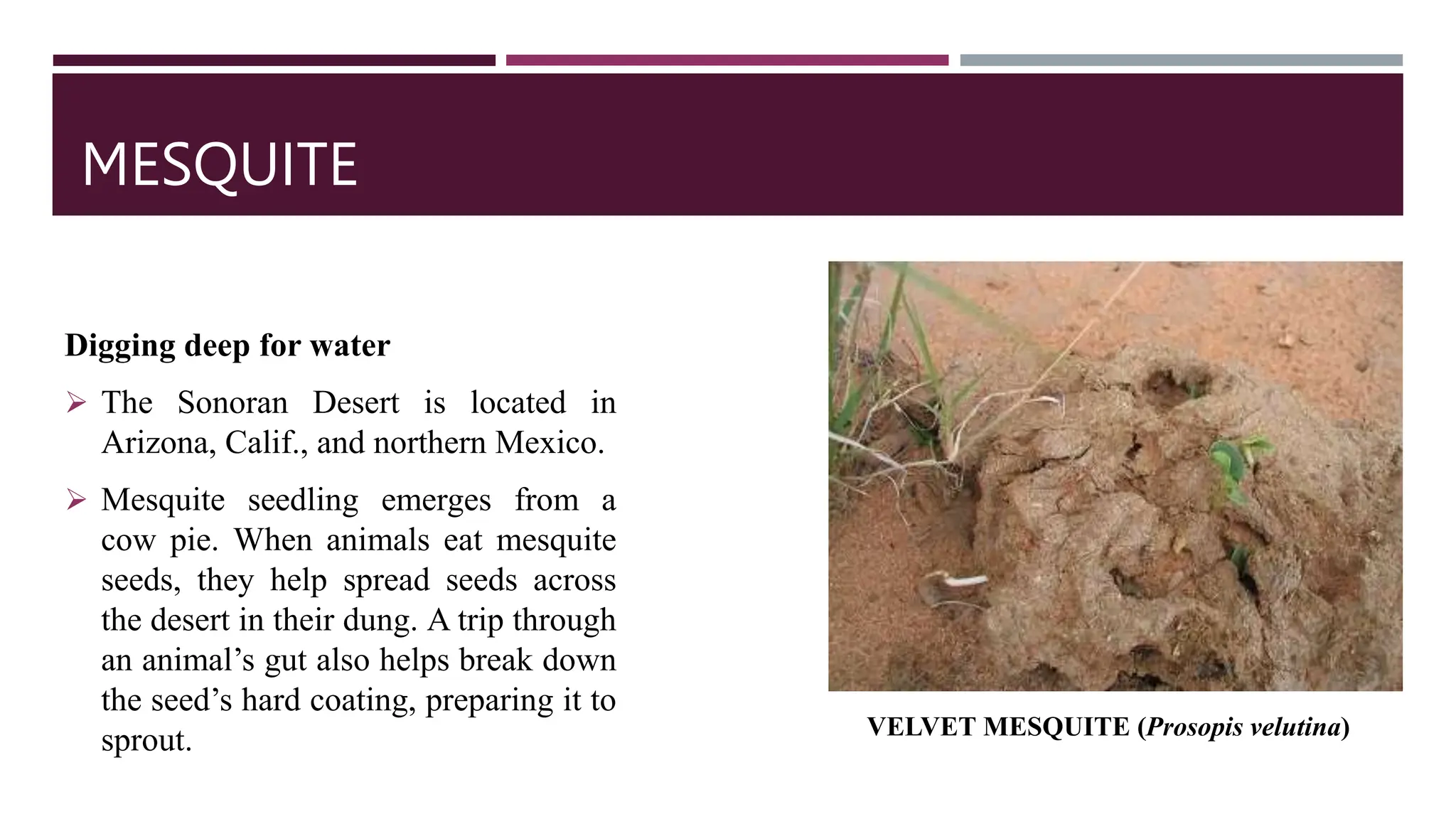 Desert Ecosystem-1.pptx adaptations of animals who survive in desert ...