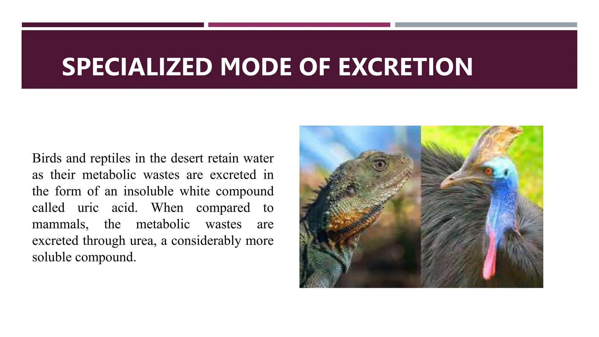 Desert Ecosystem-1.pptx adaptations of animals who survive in desert ...