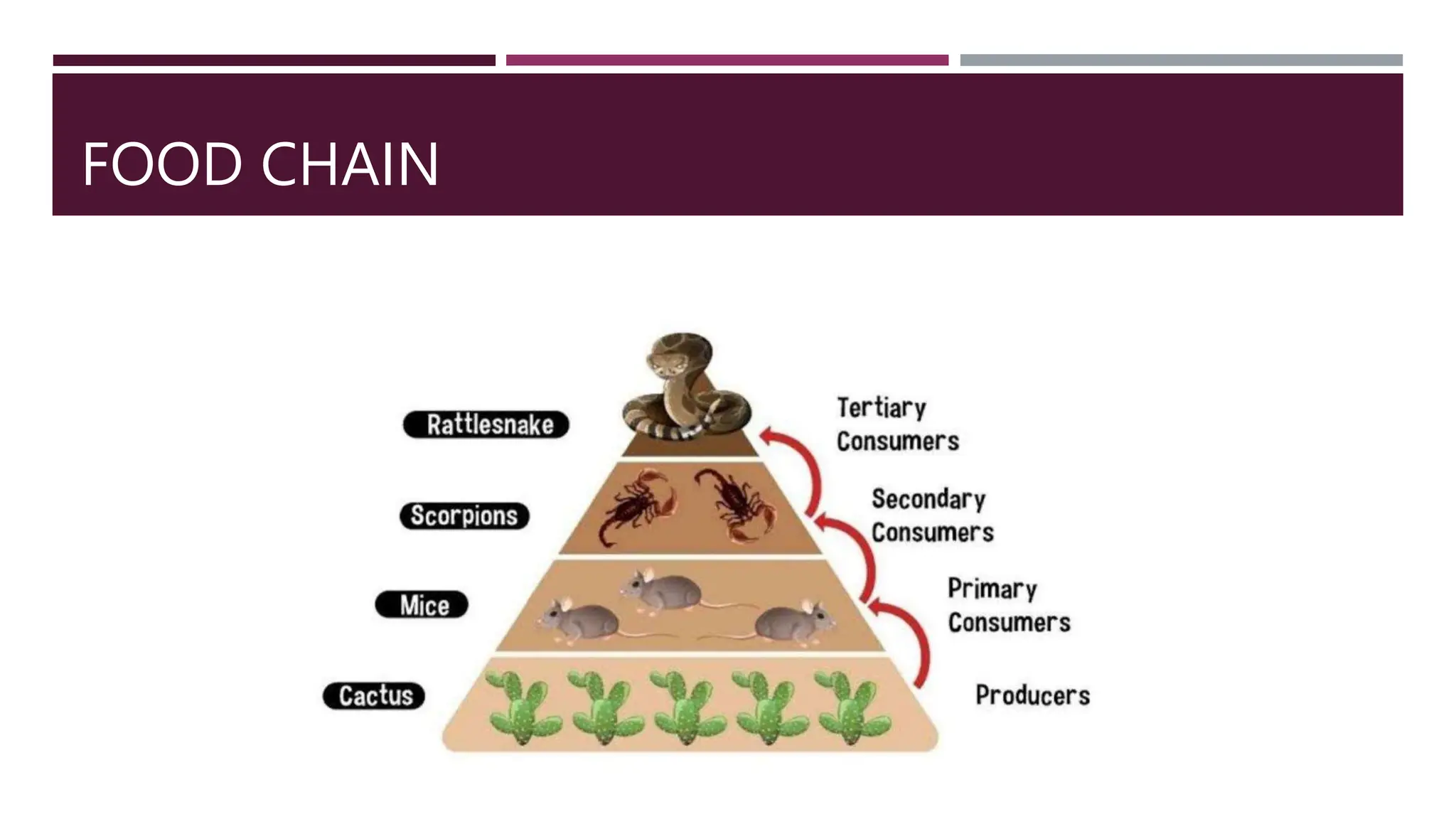 Desert Ecosystem-1.pptx adaptations of animals who survive in desert ...