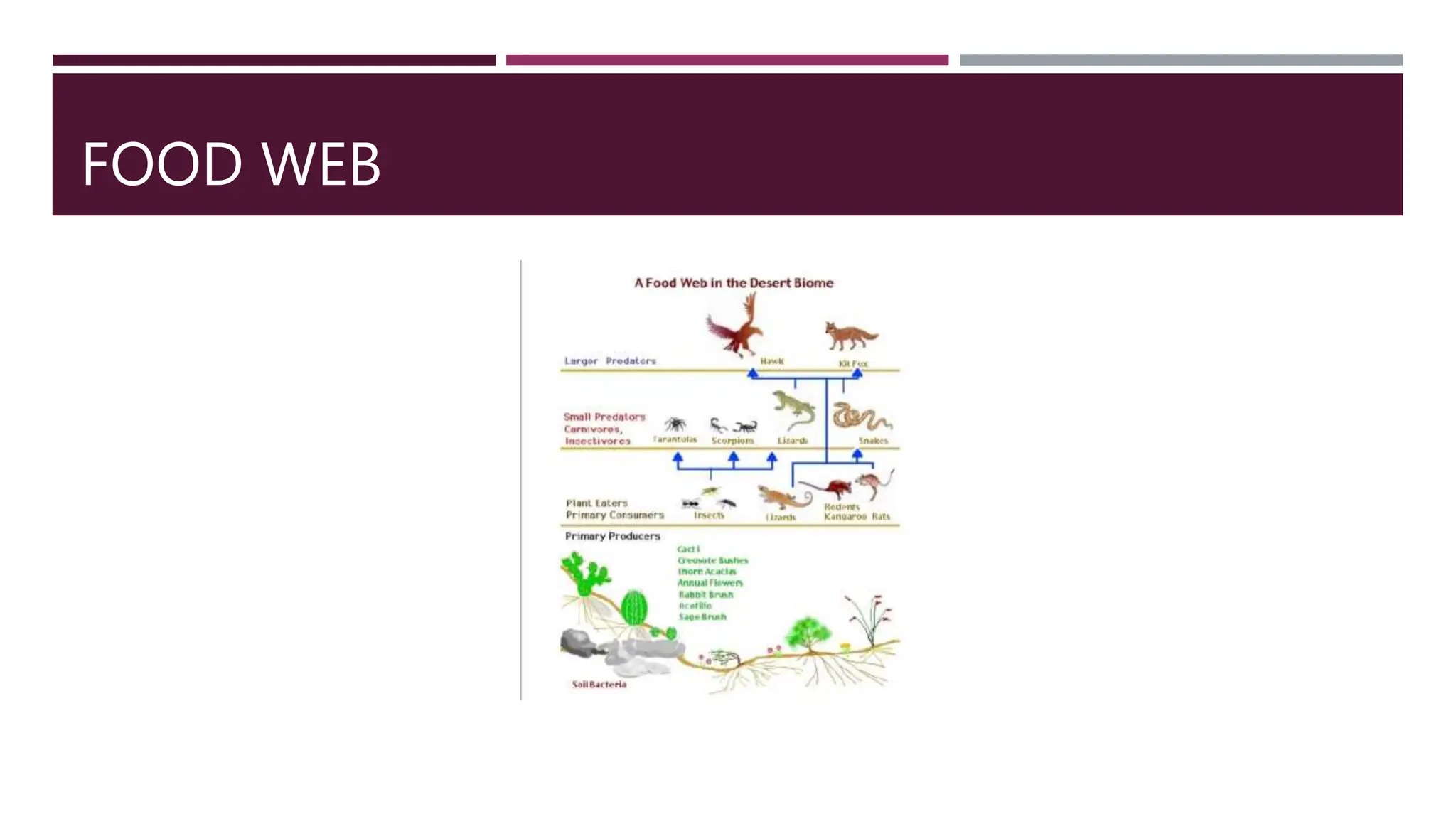 Desert Ecosystem-1.pptx adaptations of animals who survive in desert ...
